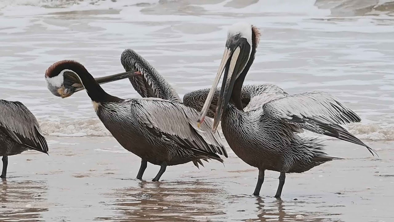 Pelecanus occidentalis BROWN PELICAN flying, preening 6038400 - YouTube