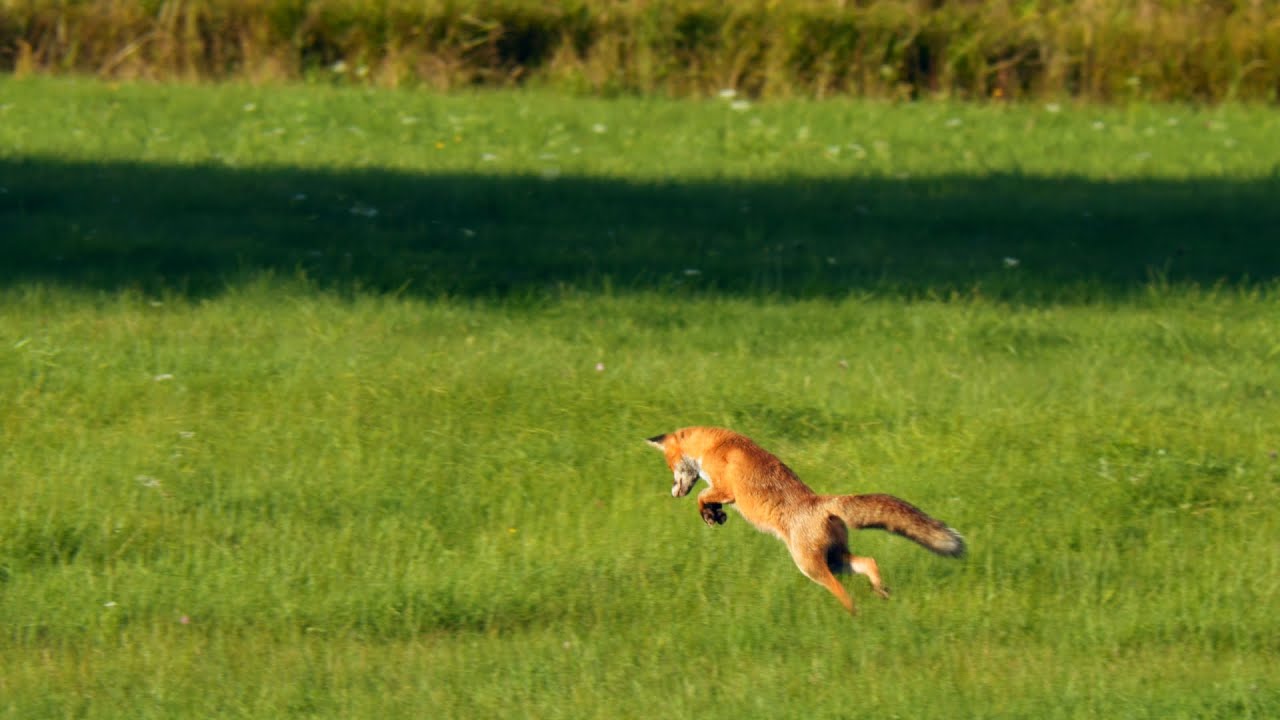 Red fox in action – Successful vole hunt - YouTube