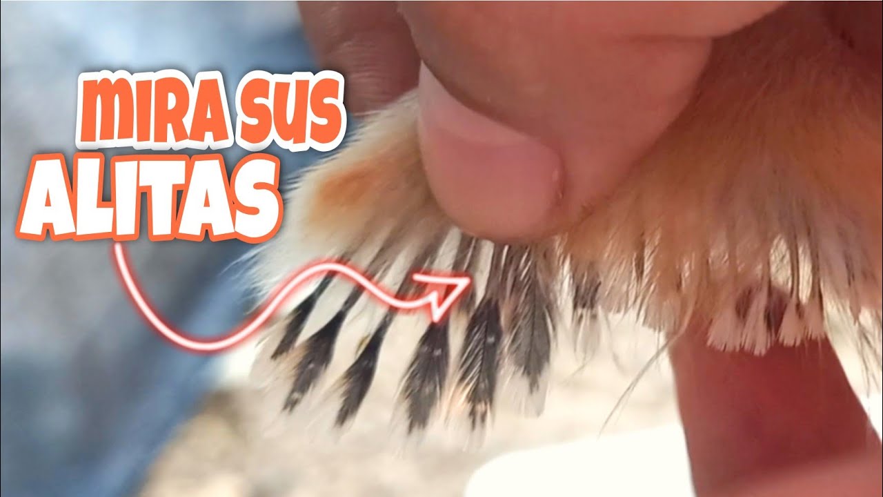 Como saber si mi POLLITO recién nacido es MACHO o HEMBRA? - YouTube