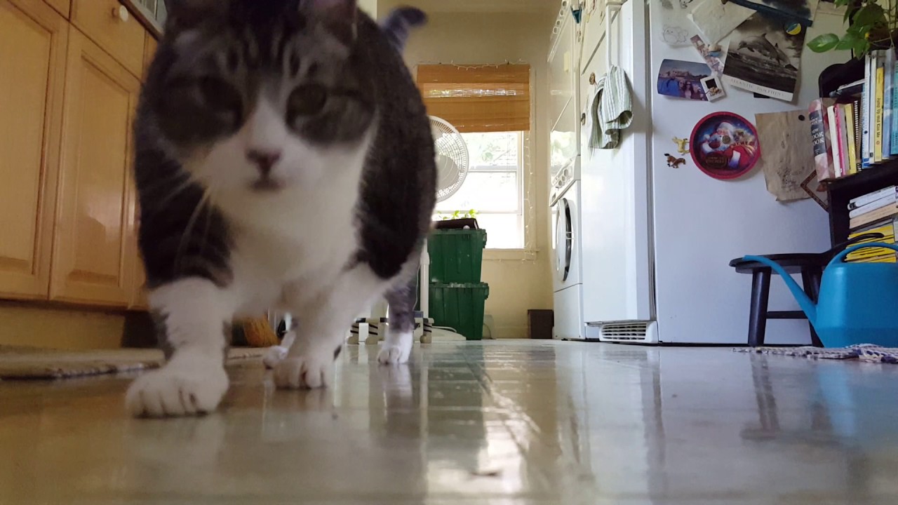 Fat Cat Meow 3 - YouTube