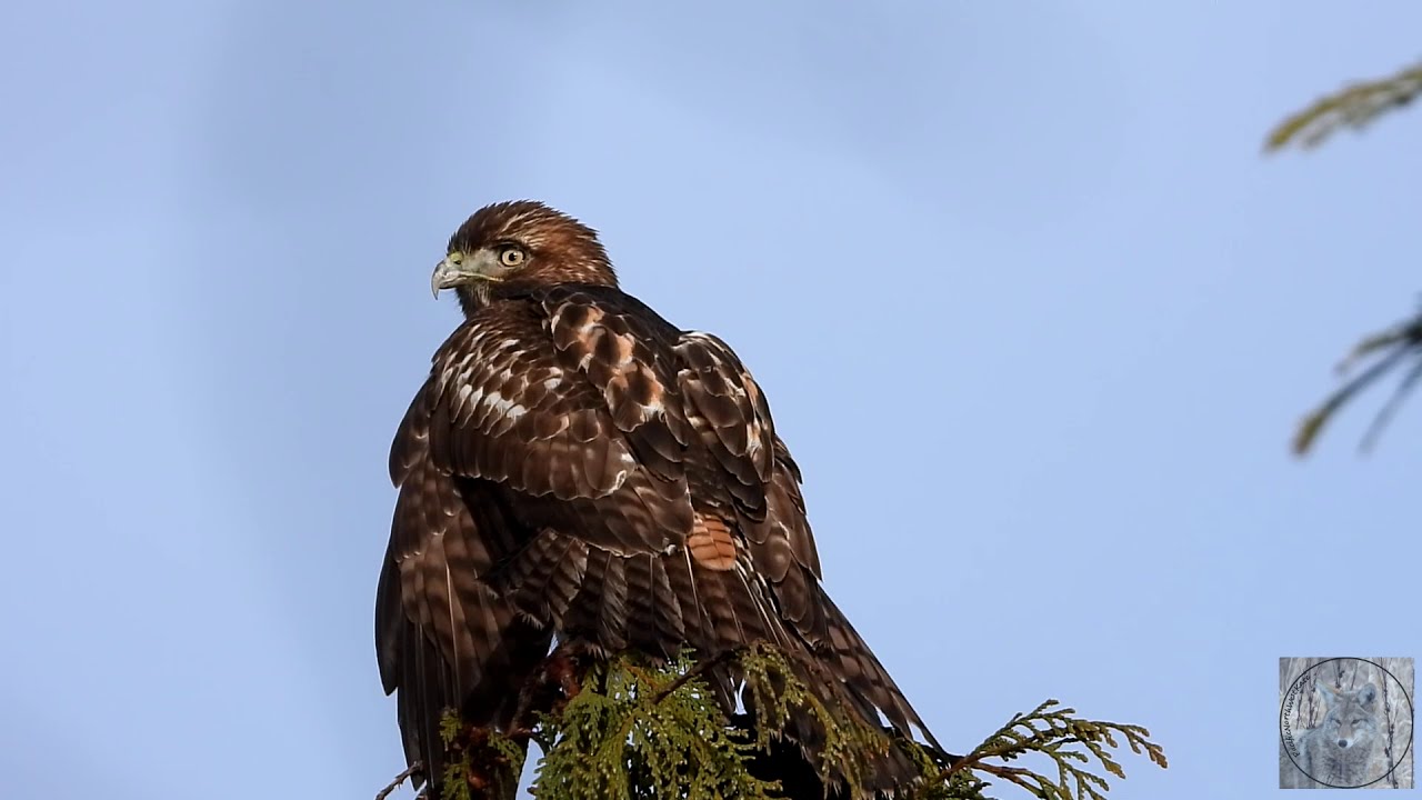 Red tailed hawk drying wet feathers and wings - Thursday 31 December ...