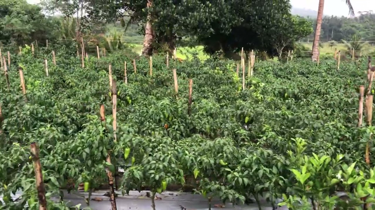 11th Week Harvest B2201 (Sultan Sweet Pepper/Atsal) - YouTube