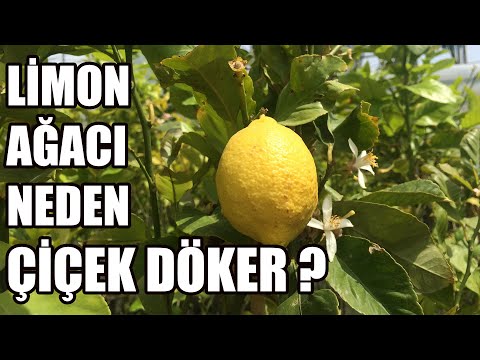 Limon Ağacı Çiçek Döküyor | Nedeni Ve Çözümü ?