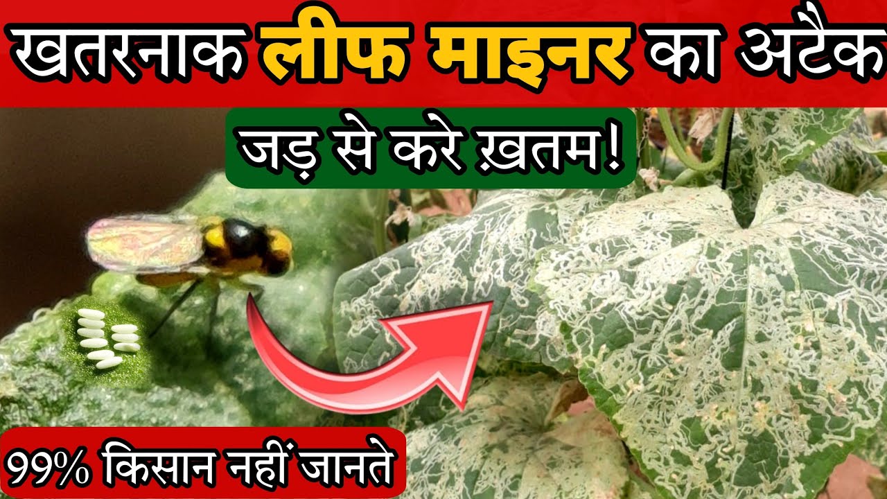 Leaf minor attack and control |लीफ़ माईनर |leaf minor life cycle ...