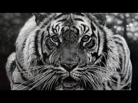 DRAWING A REALISTIC TIGER | STEP BY STEP | Full tutorial - YouTube