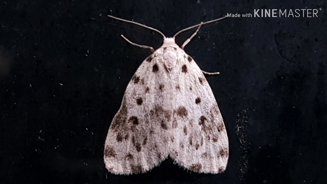 곤충 탐사/Korea Insect exploration[평창, 2019.08.31] - YouTube