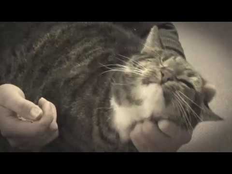 Meet Roger the Cat! - YouTube