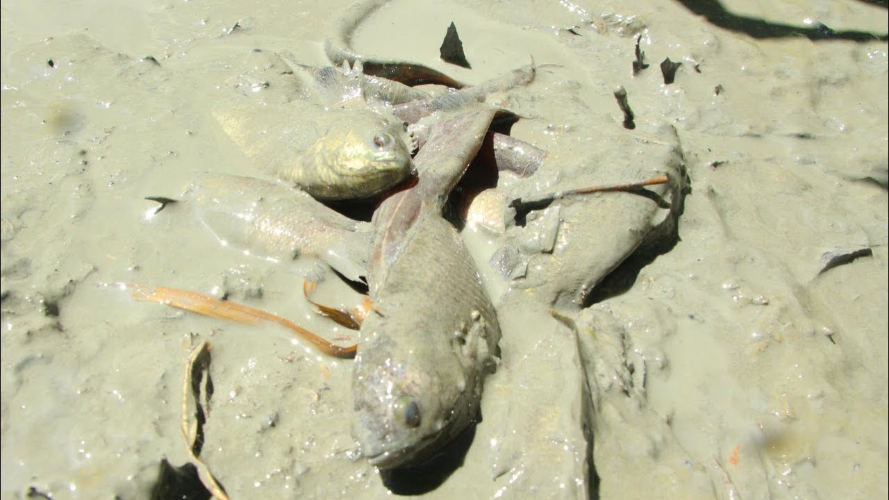 Amazing Fishing | Best Mud Fish Fishing by Hand | Traditional Village ...