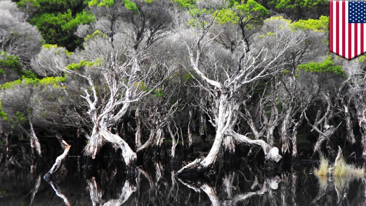 Wild west: Trees in the U.S. moving west and north, study finds ...