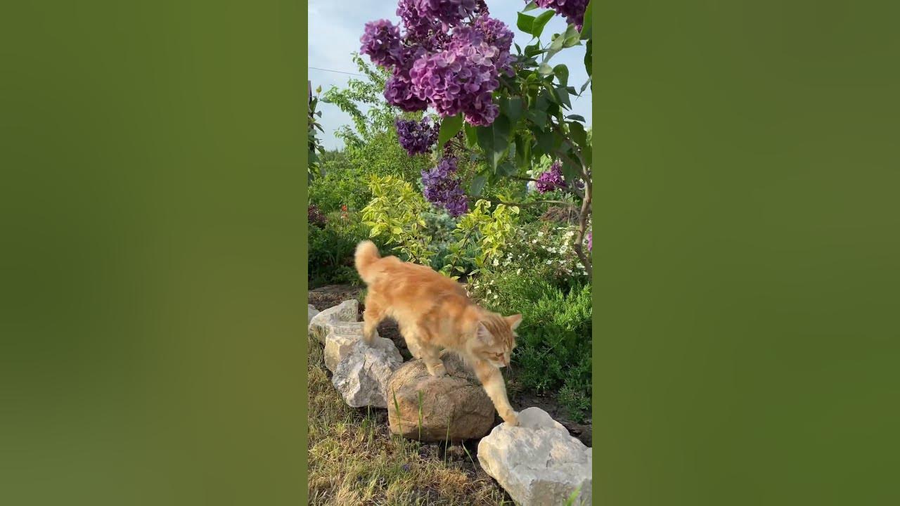 Пилочка для когтей - YouTube