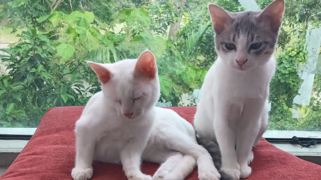 Time Machine Cats !!!! Longest Daily Cat's Story - YouTube