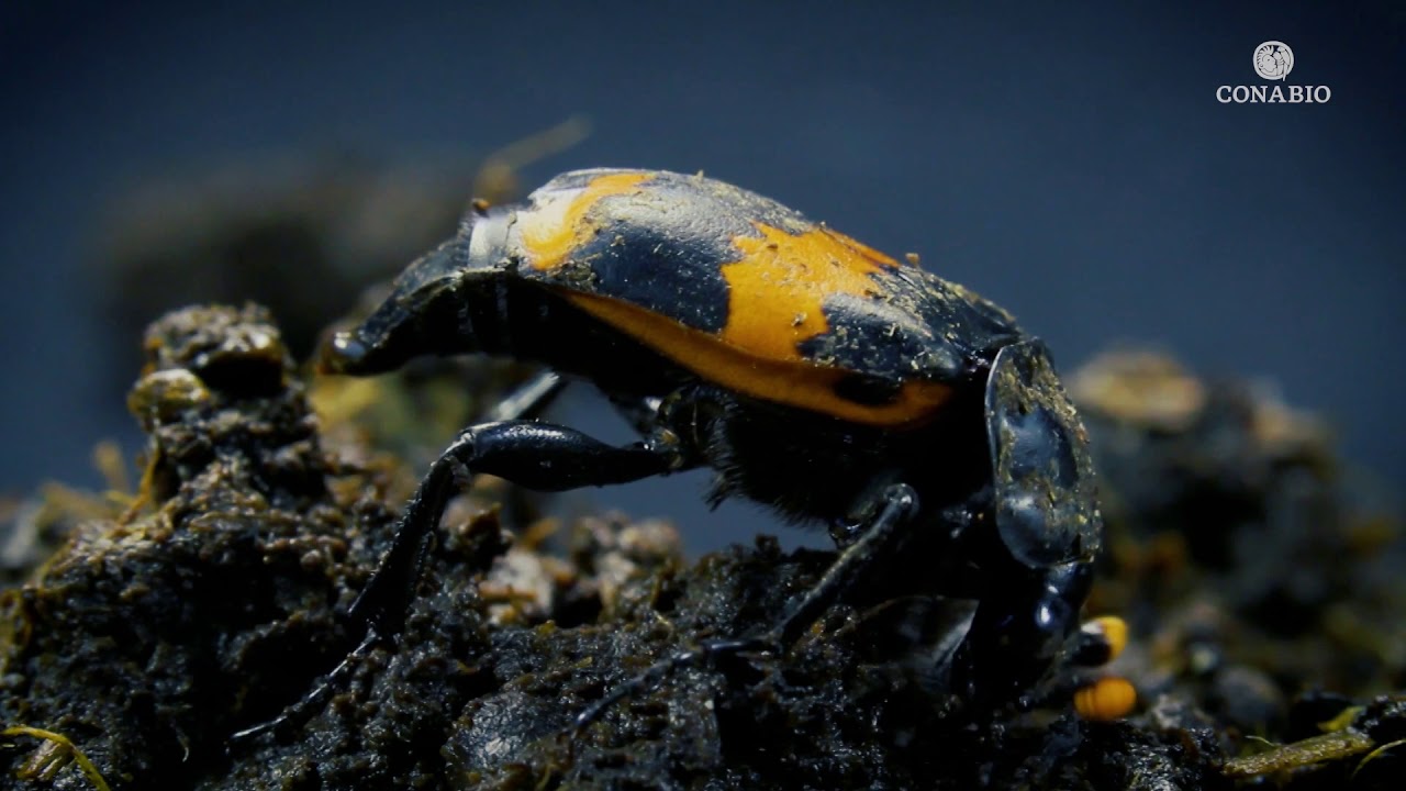 Insectos de México, ecología - YouTube