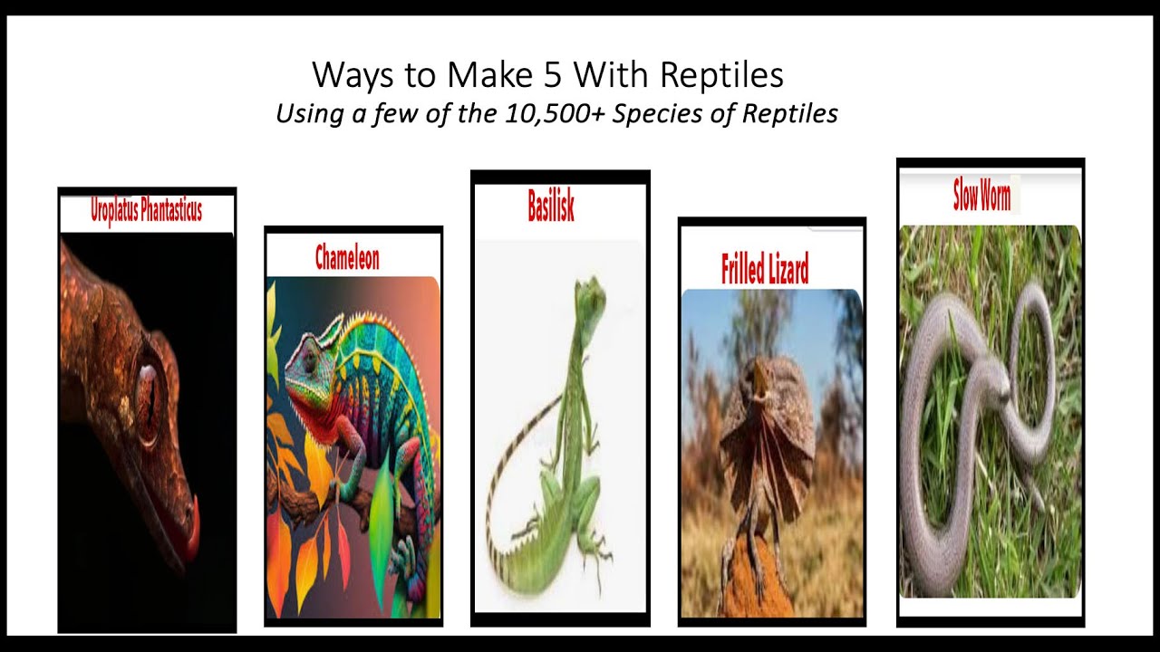 Fun With Numbers by Adding Ways to Make 5 With Reptiles #3 - YouTube