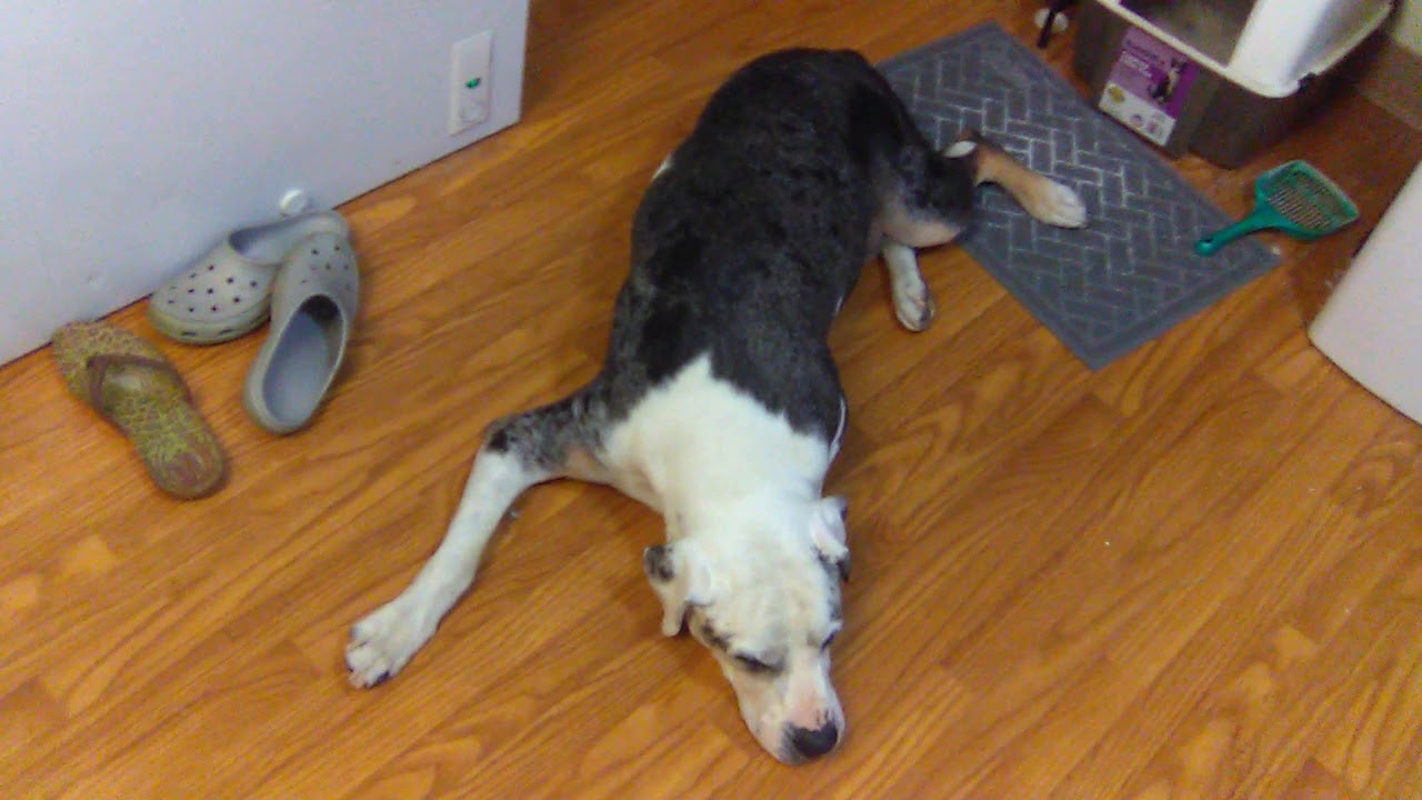 Dog With Low Blood Sugar YouTube Dog With Low Blood Sugar YouTube
