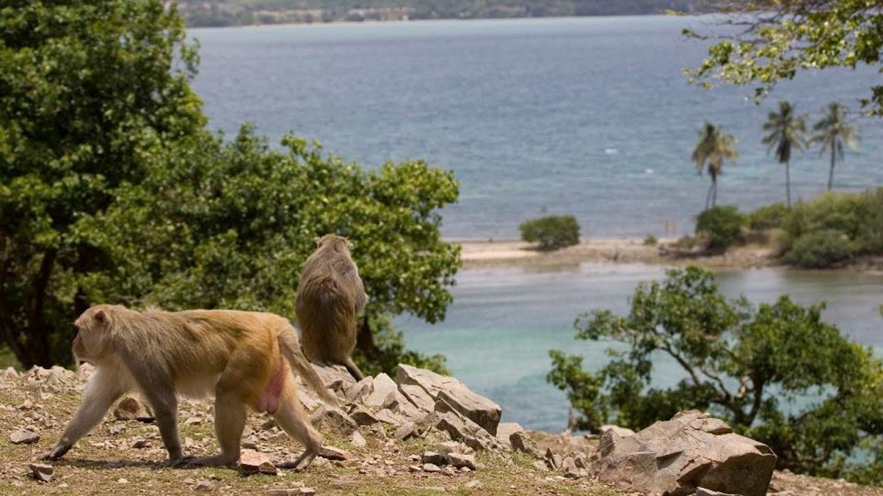 The Amazing Monkey Island In Puerto Rico Where Humans Are The Ones In ...
