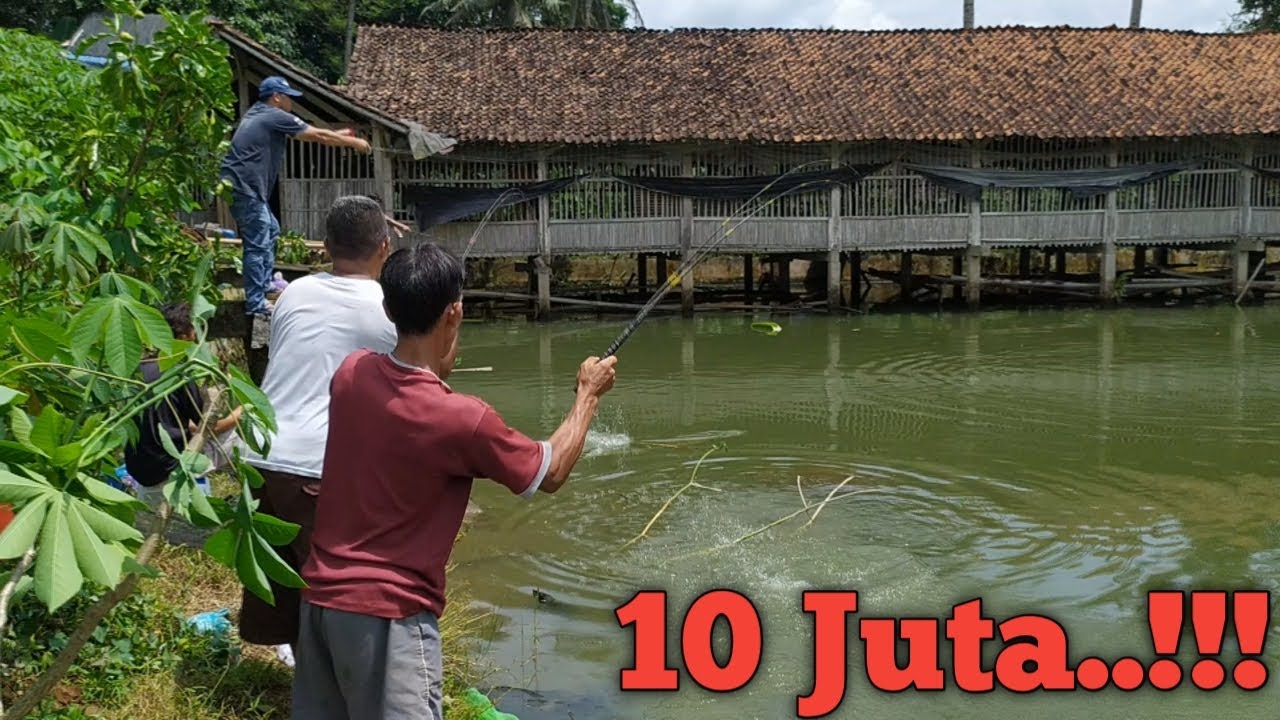 ASLI PANIK !!! MANCING IKAN BAWAL BORONGAN HARGA 10 JUTA - YouTube
