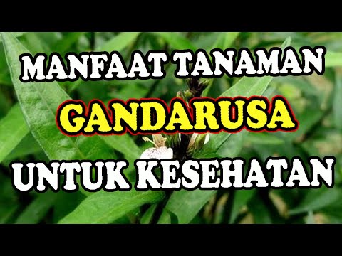 Tanaman Gandarusa yang Asli sebagai Tanaman Herbal dan Manfaatnya - YouTube