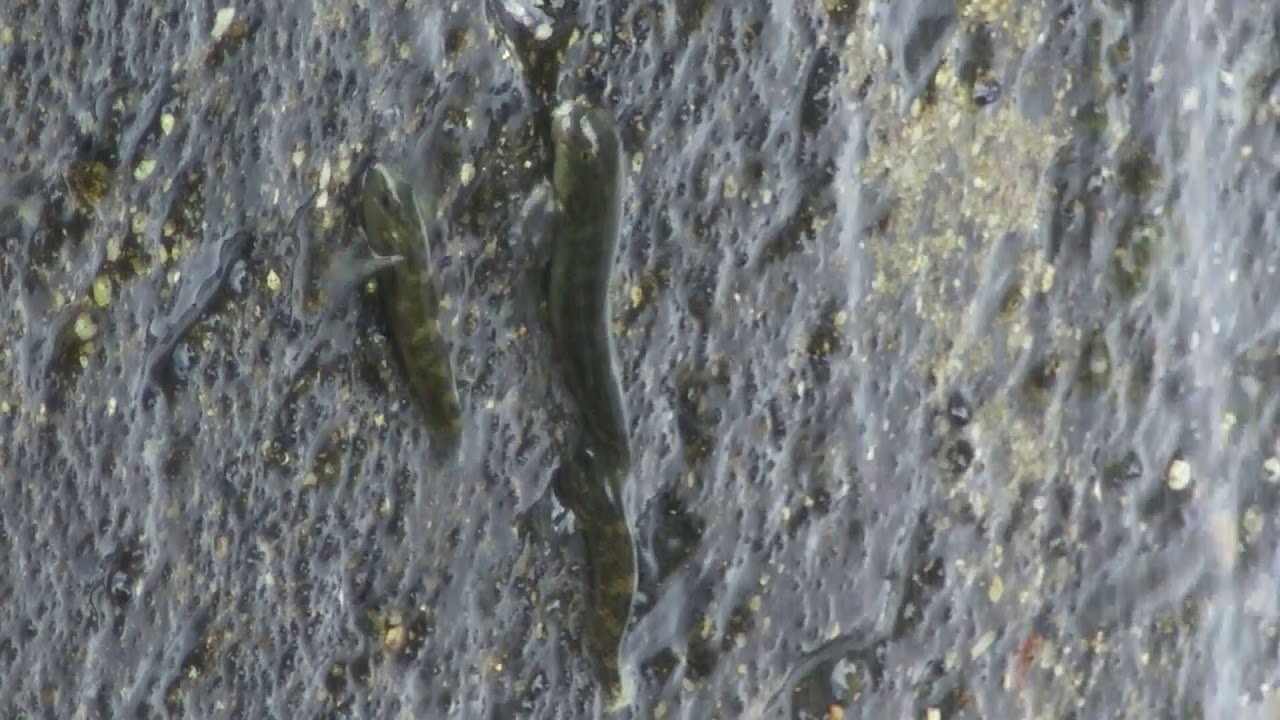 Climbing Goby | ボウズハゼ堰堤垂直登り | Sicyopterus japonicus - YouTube