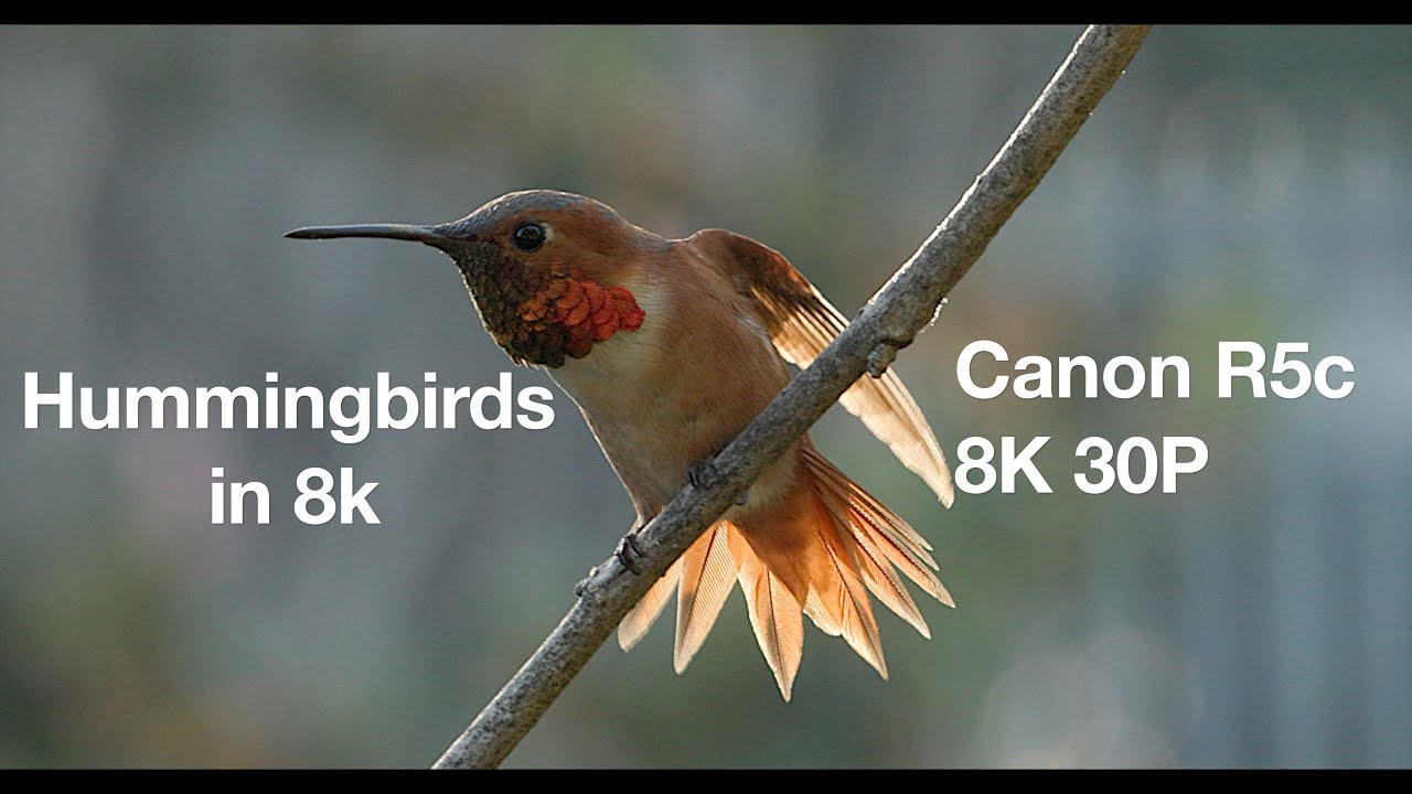Canon R5c 8K 30P (Hummingbirds in 8K) - YouTube