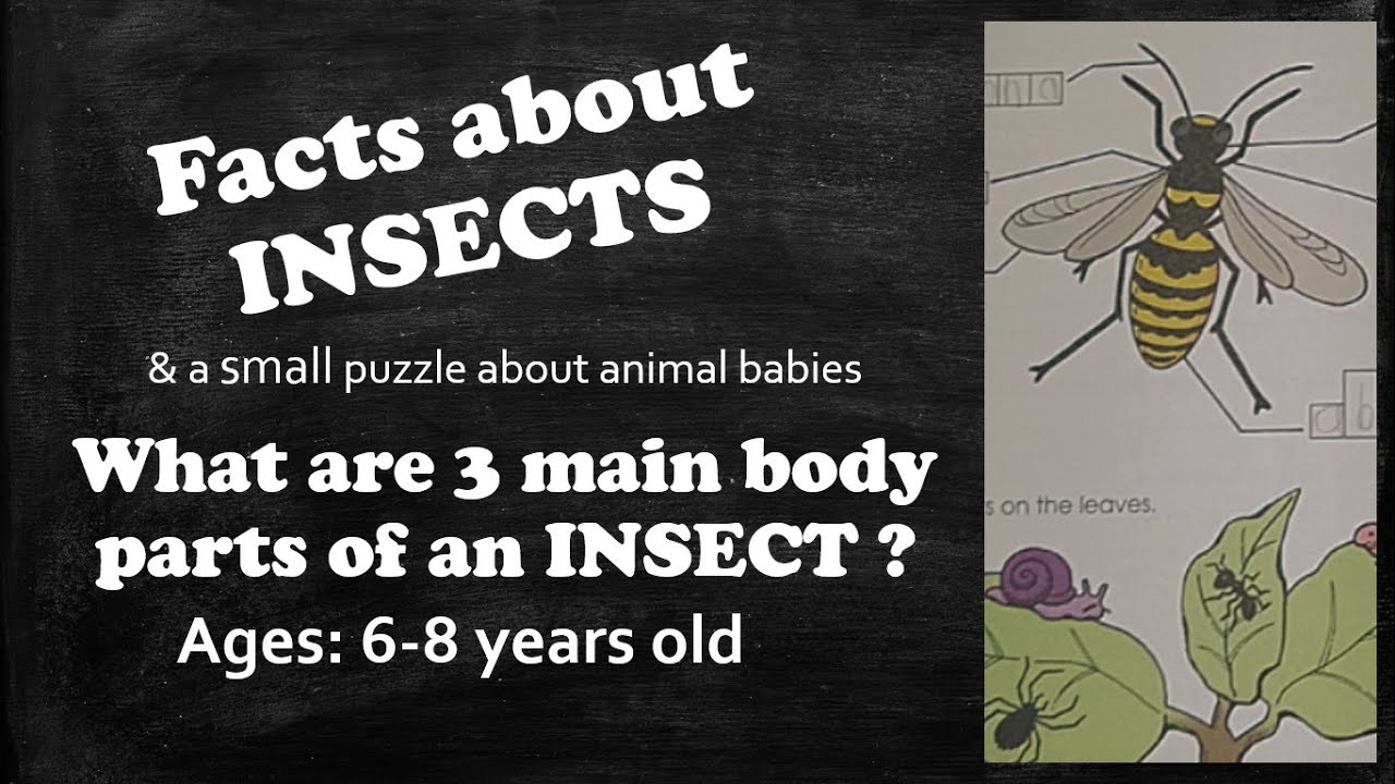Facts about insects | 3 main body parts of an Insects | first grade ...
