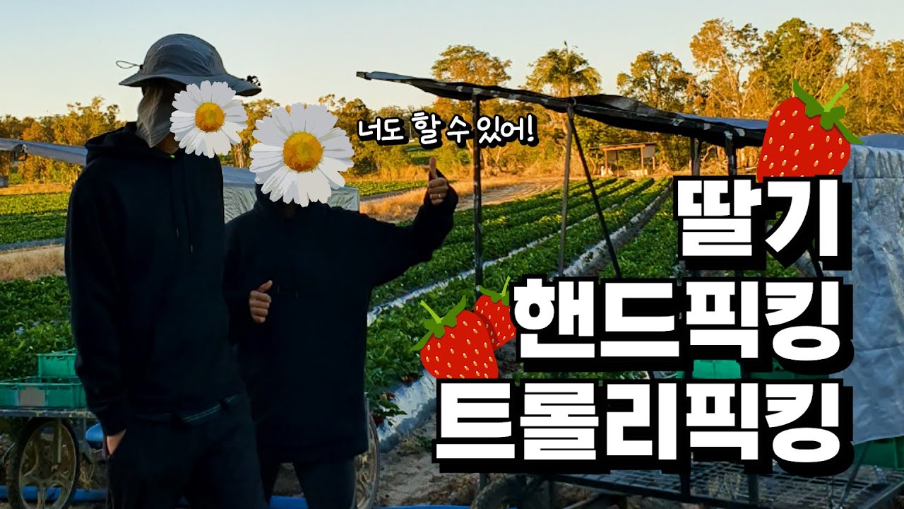Vlog 〔호주 워홀🍓〕 딸기농장 워킹홀리데이 카불쳐 트롤리픽킹 핸드픽킹 딸기시즌시작 딸기픽킹 비어와