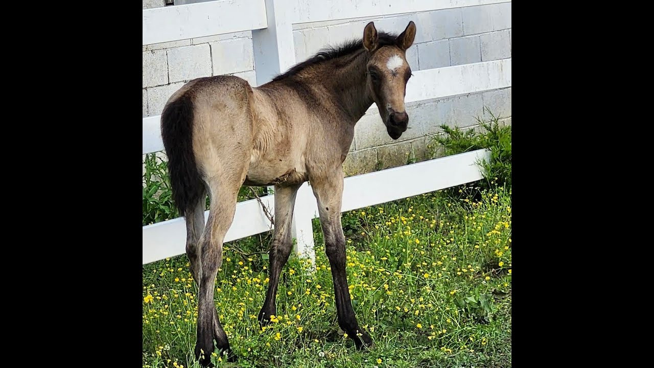 AQHA appendix buckskin - YouTube