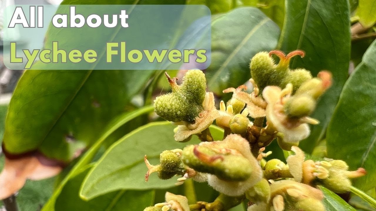 All about lychee flowers - YouTube