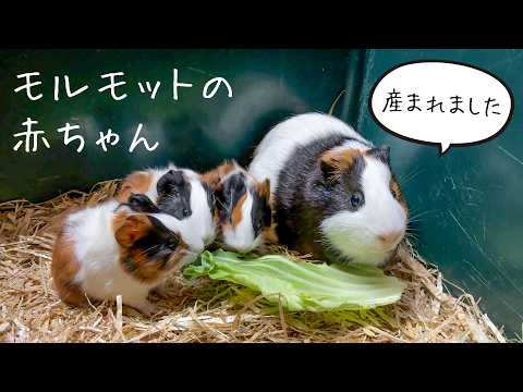 【祝】小さな小さなモルモットたち🐹ふわふわで可愛い赤ちゃんが産まれました🍼