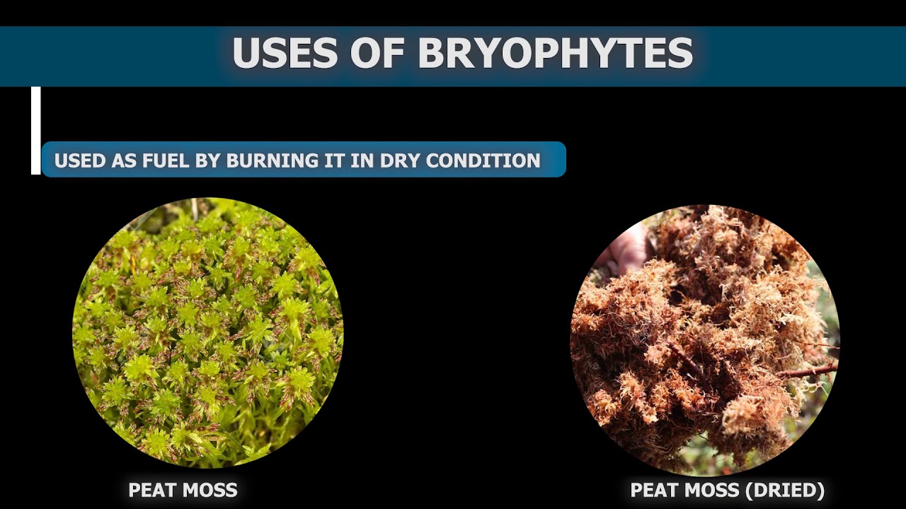 Bryophytes and Their Uses - YouTube