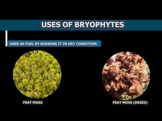 Examples Of Bryophytes Plants