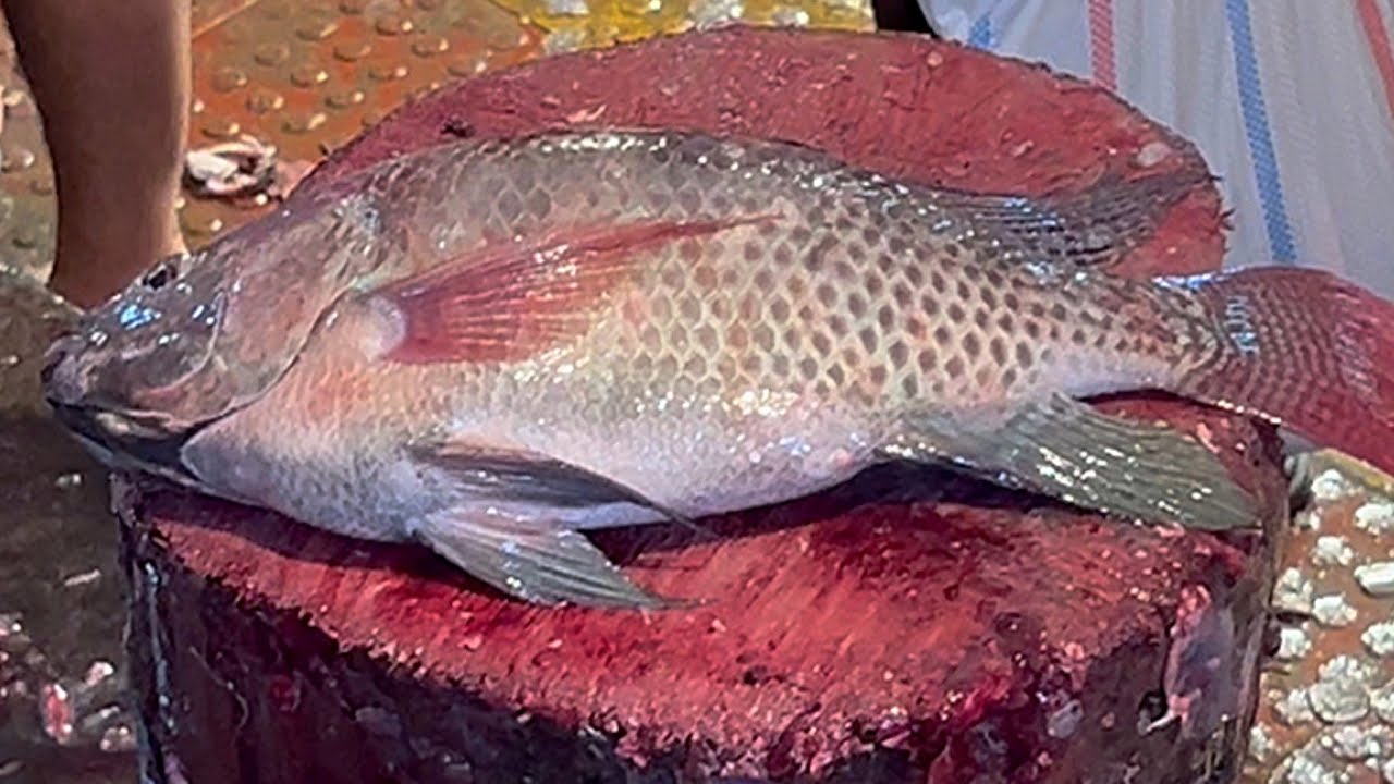Fastest Big Tilapia Fish Cutting Skills In Fish Market | Fish Cutting ...
