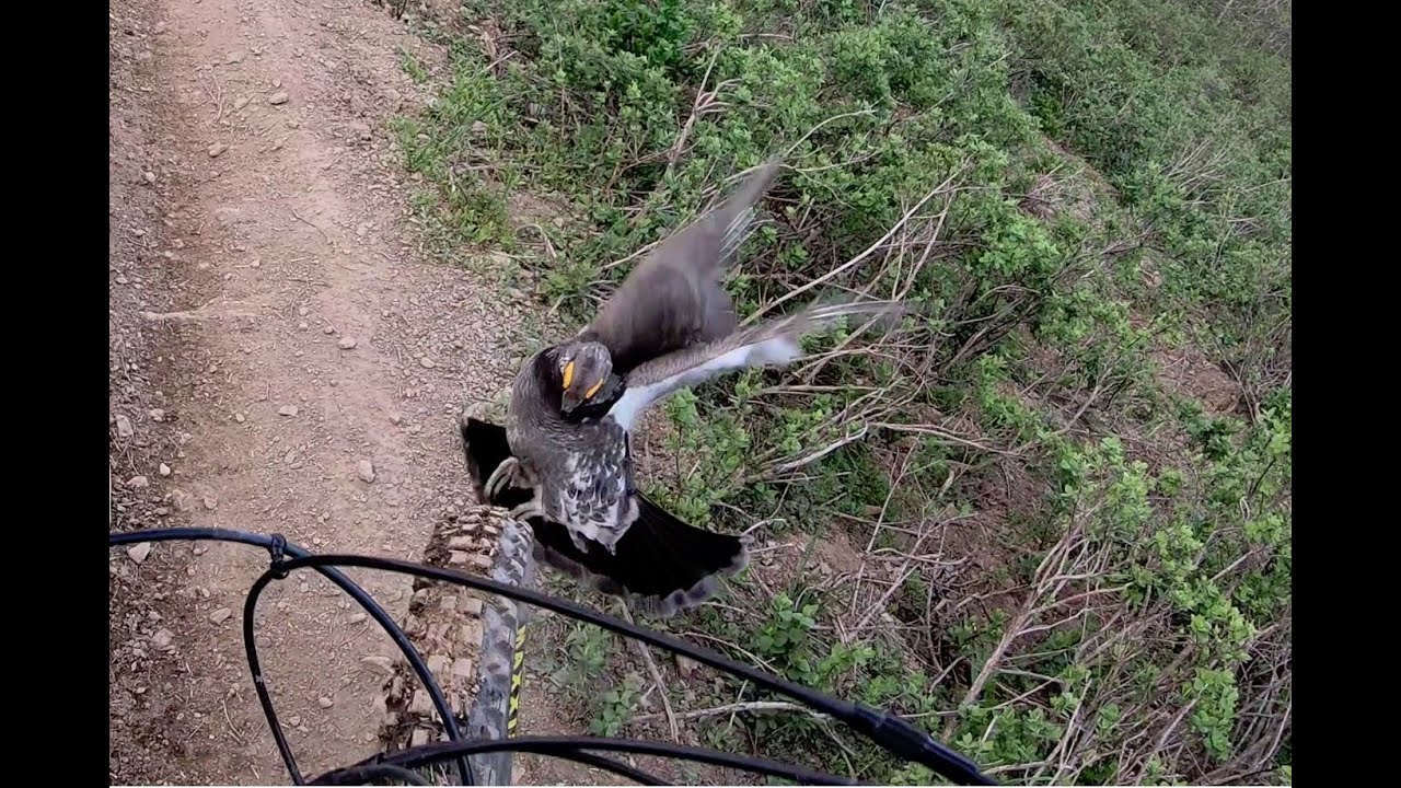 Bird Trouble - YouTube