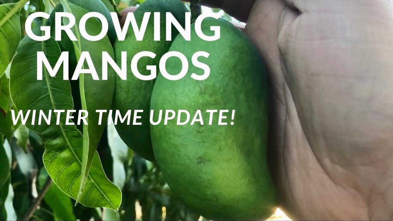 Growing Backyard Mangos | Selecting your best microclimate | Winter ...