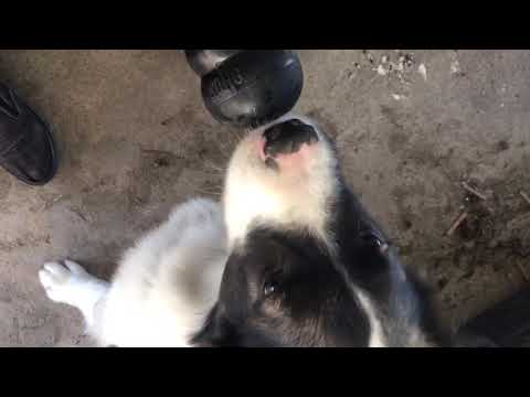 Dog licking black kong dog toy asmr