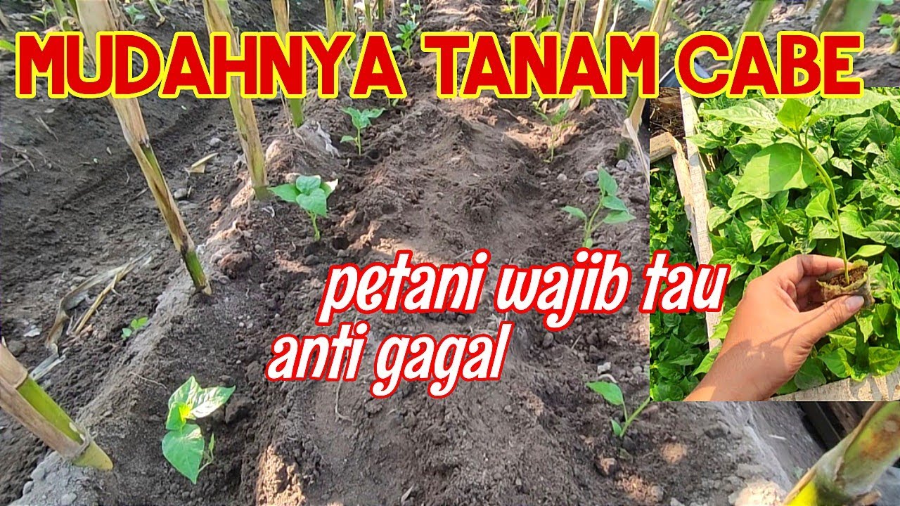 MUDAHNYA TANAM CABE!! PROSES PINDAH TANAM CABE TUMPANGSARI - YouTube