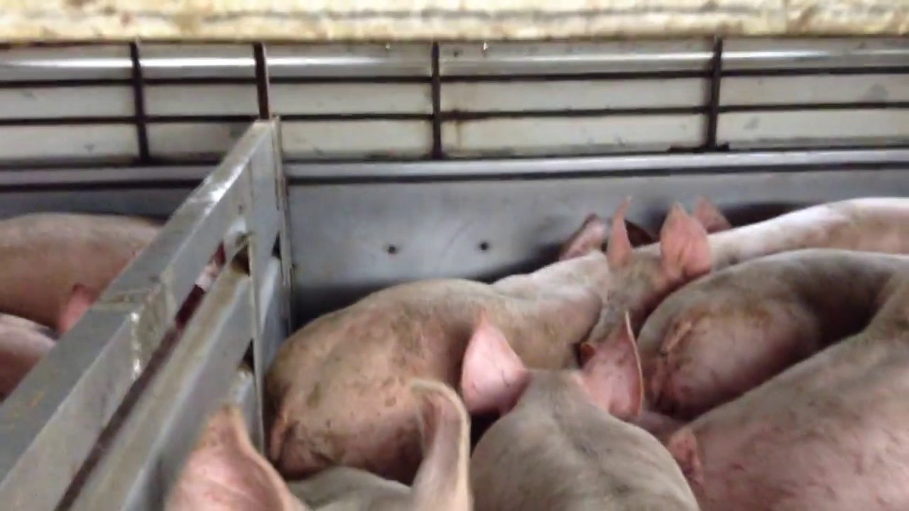 Essex Pig Save December 12th 2016 Cheale Meats #5 - YouTube
