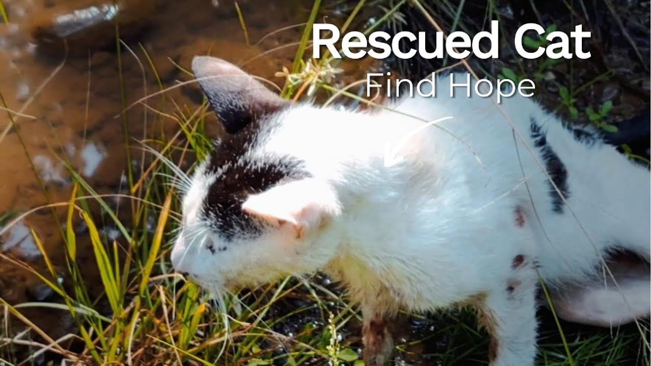 Rescuing a Cat from Accident Scene: Crying and Meowing Cat in Need of ...