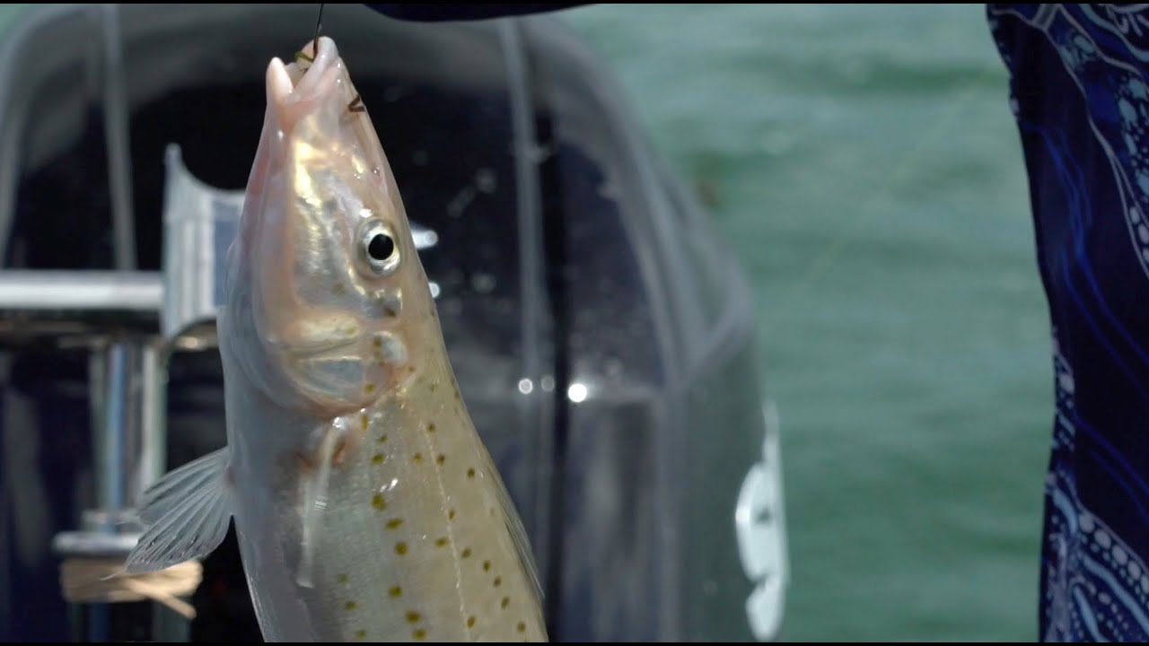 IFISHTV - Kingsize King George Whiting - YouTube