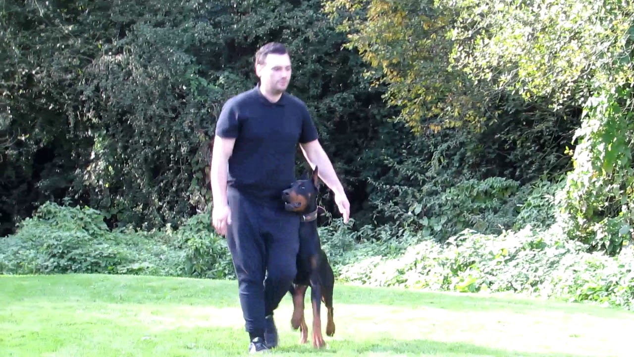 Robert Training - YouTube