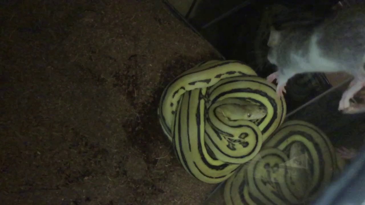 Super tiger retic feeding - YouTube