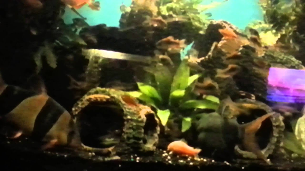Giant clown loaches, corydoras etc, feeding frenzy - YouTube