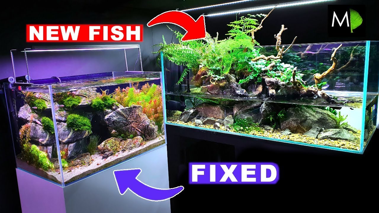 ADDING *NEW FISH* RAINBOW RIVER: 4FT PALUDARIUM / AQUA TERRARIUM ...