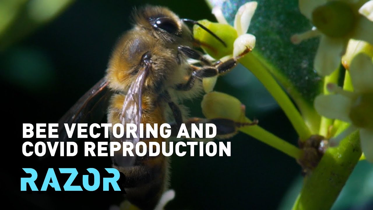 Bee vectoring and COVID reproduction - YouTube