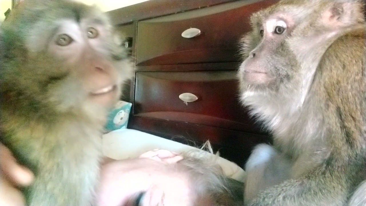Waking Up Covered In Macaque Monkeys - YouTube