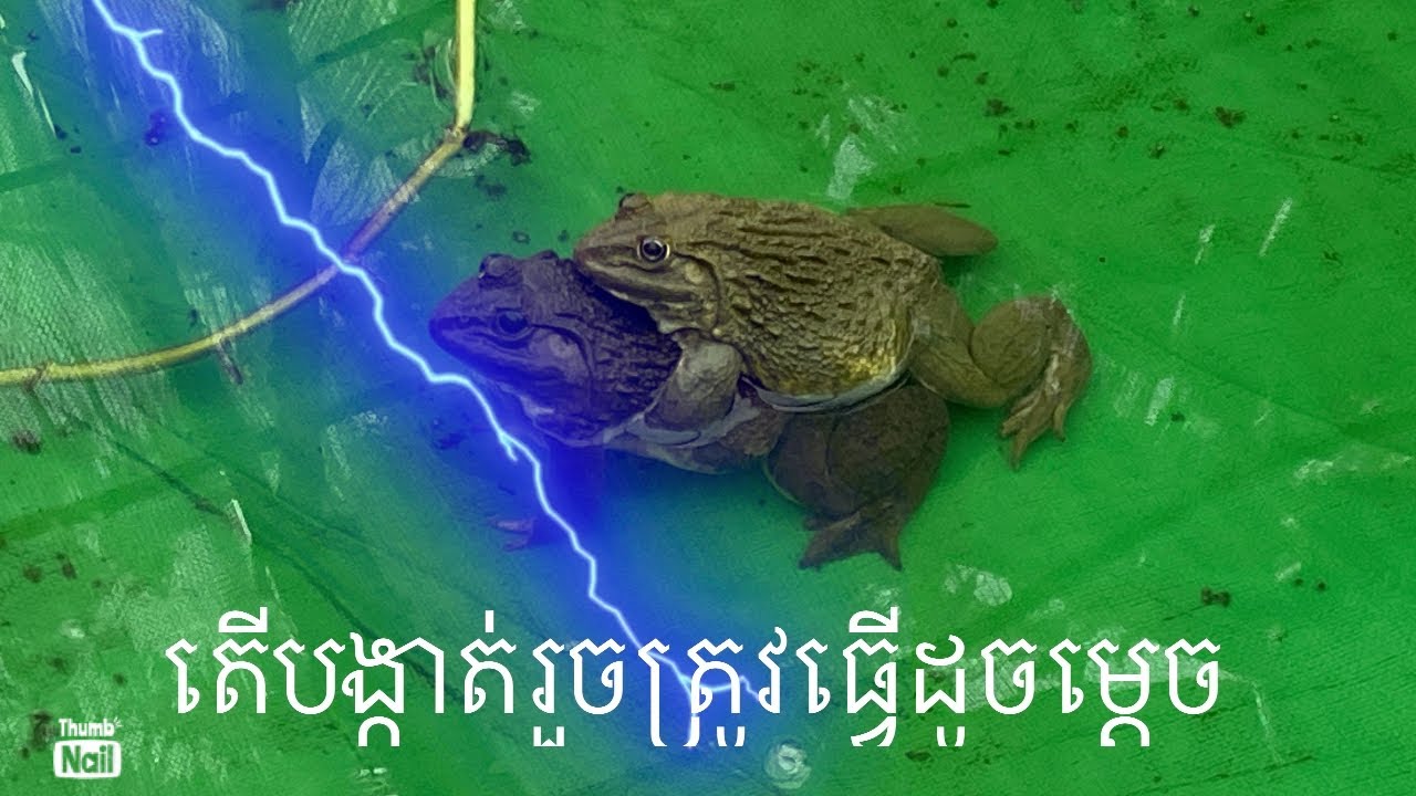 តេីត្រូវធ្វេីដូចម្ដេចពេលបង្កាត់រួច - YouTube