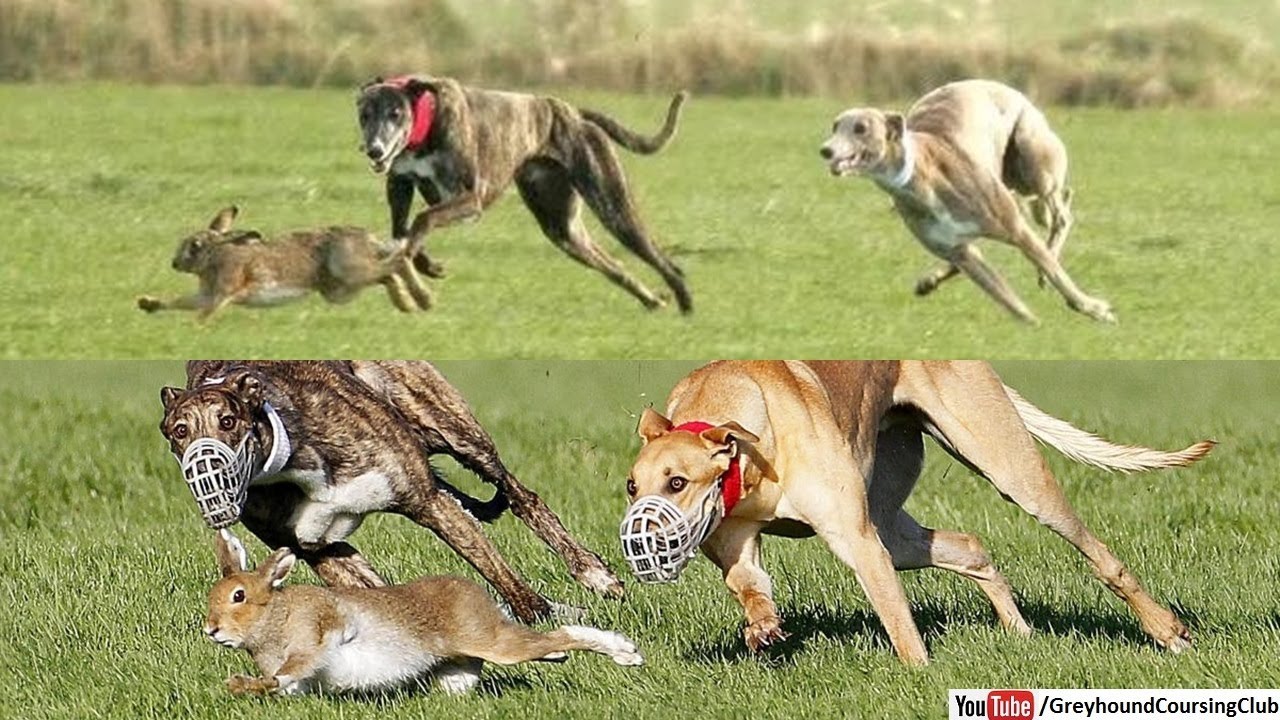 greyhound vs hare 2024 | dog vs rabbit hunting race | coursing ...