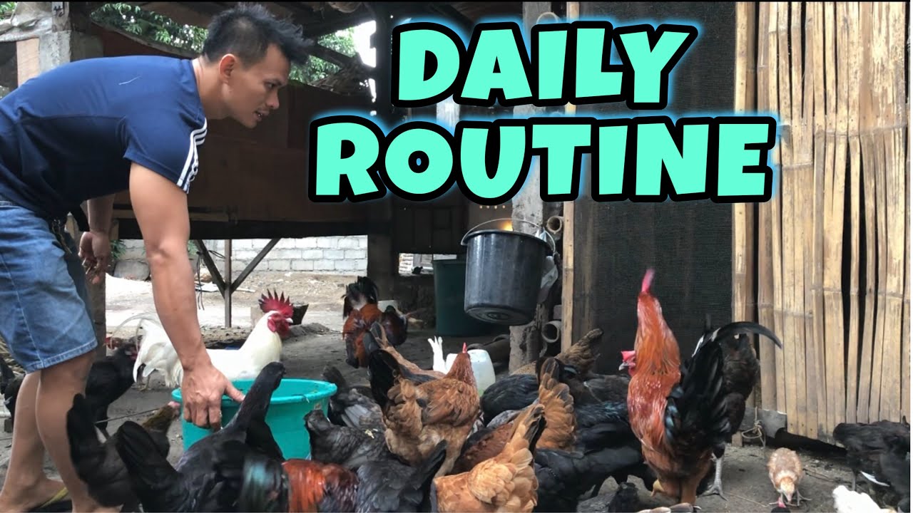 FREE RANGE CHICKEN | NATIVE CHICKEN | BUHAY PROBINSYA - YouTube
