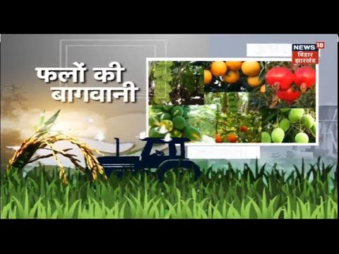 Annadata : आम के पेड़ों की कैसे करें देखभाल | Latest News | Agriculture ...