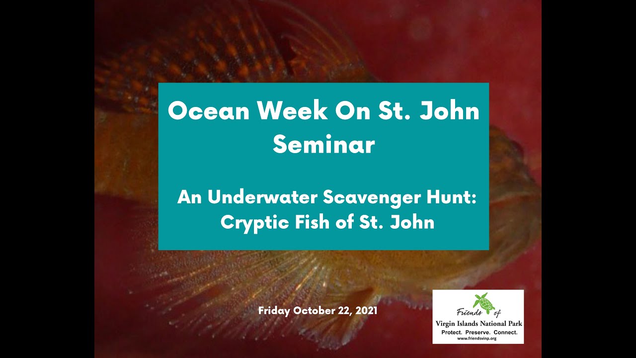 An Underwater Scavenger Hunt: Cryptic Fish of St. John - YouTube