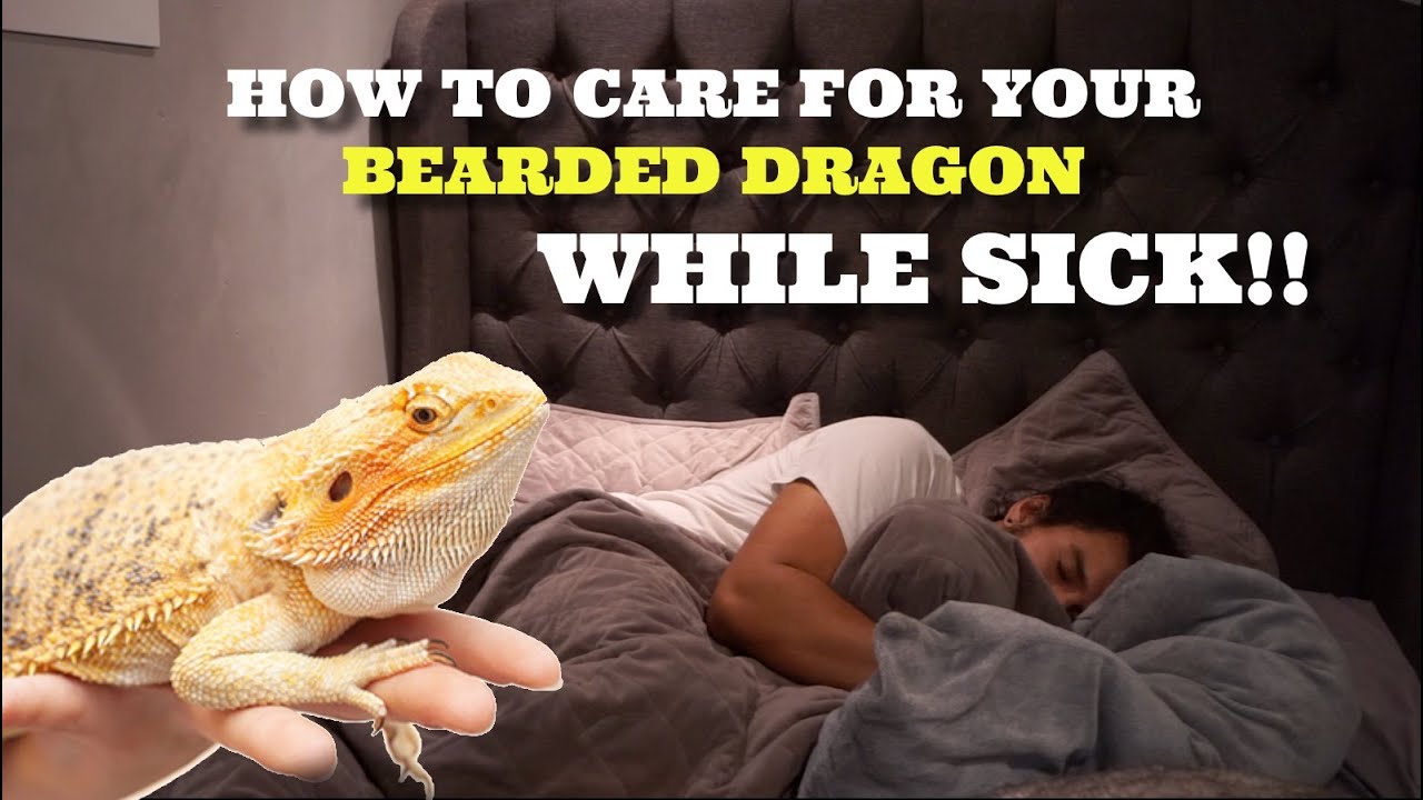 Tips On How To Care For Your Bearded Dragon While You Are Sick! - YouTube